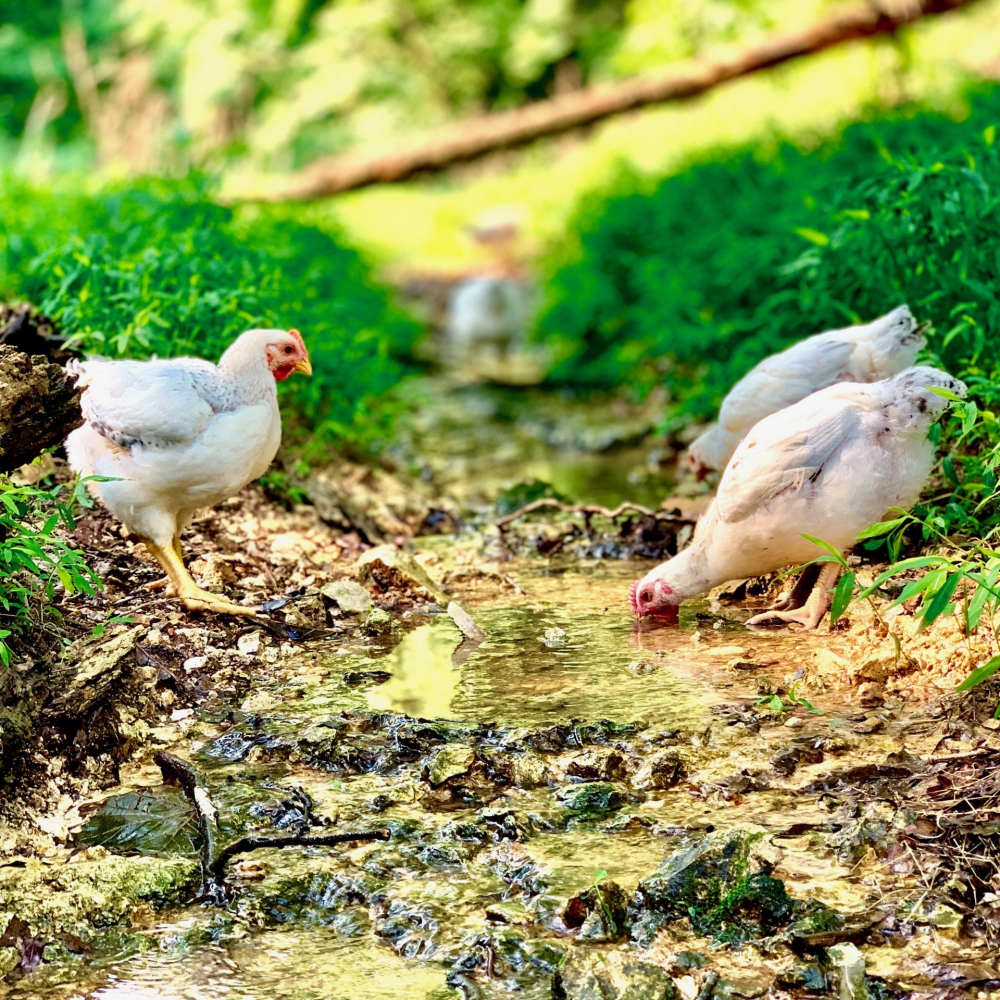 Gallery – Rocker Bros Meat Co.