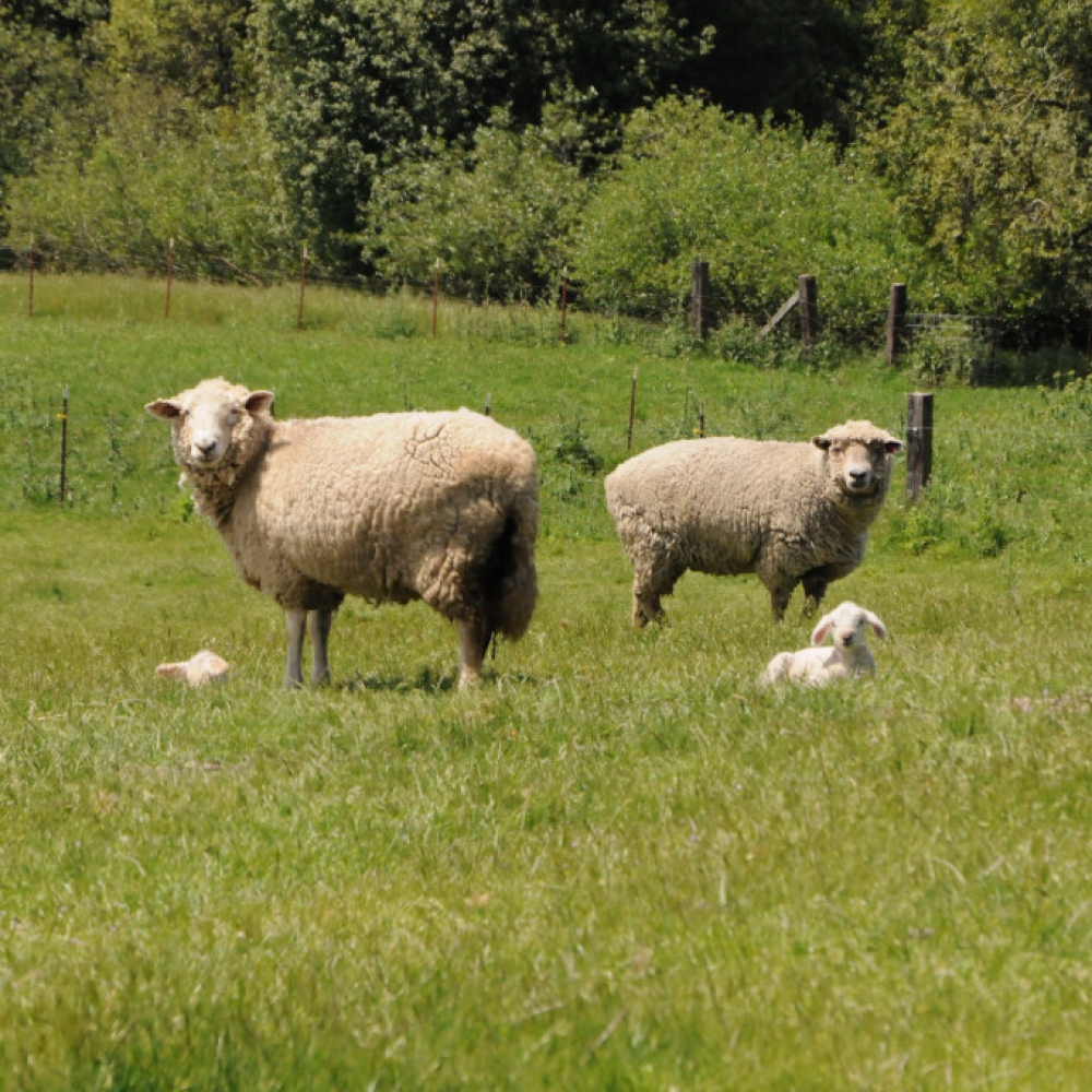 Gallery – Rocker Bros Meat Co.