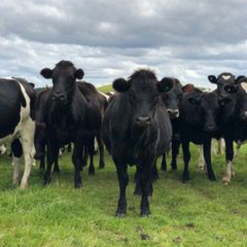 Gallery – Rocker Bros Meat Co.