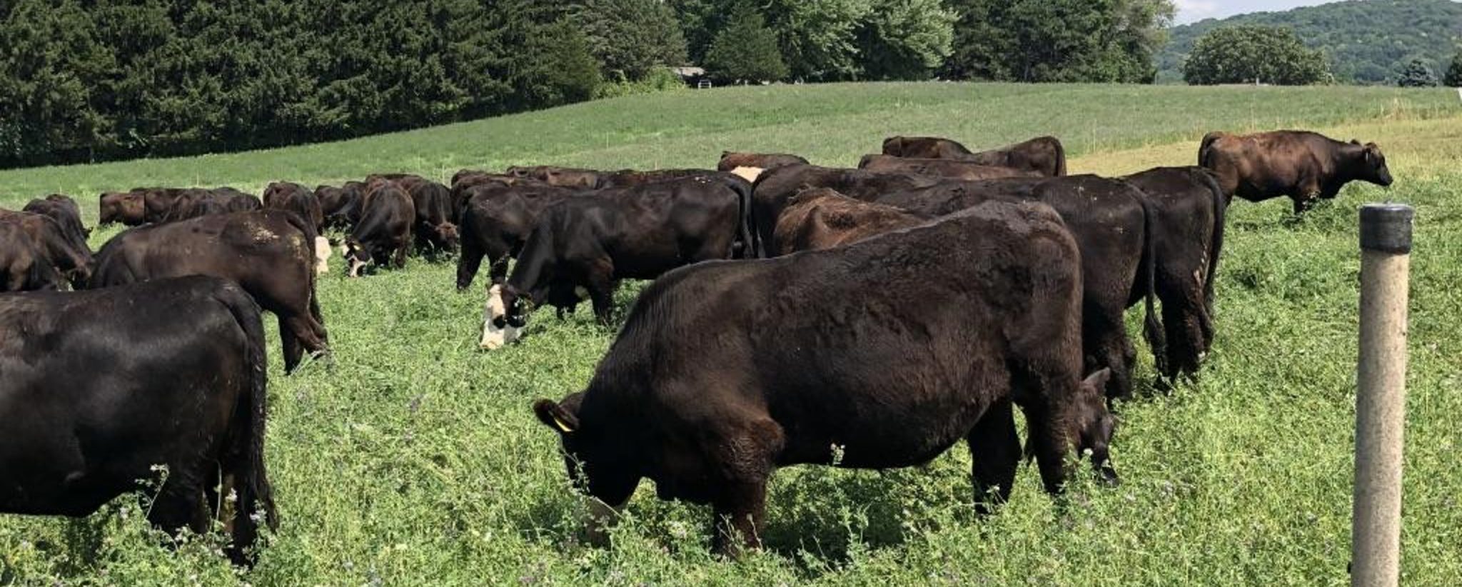 Rocker Bros Meat Co. – Rocker Bros Meats – buying locally, naturally ...