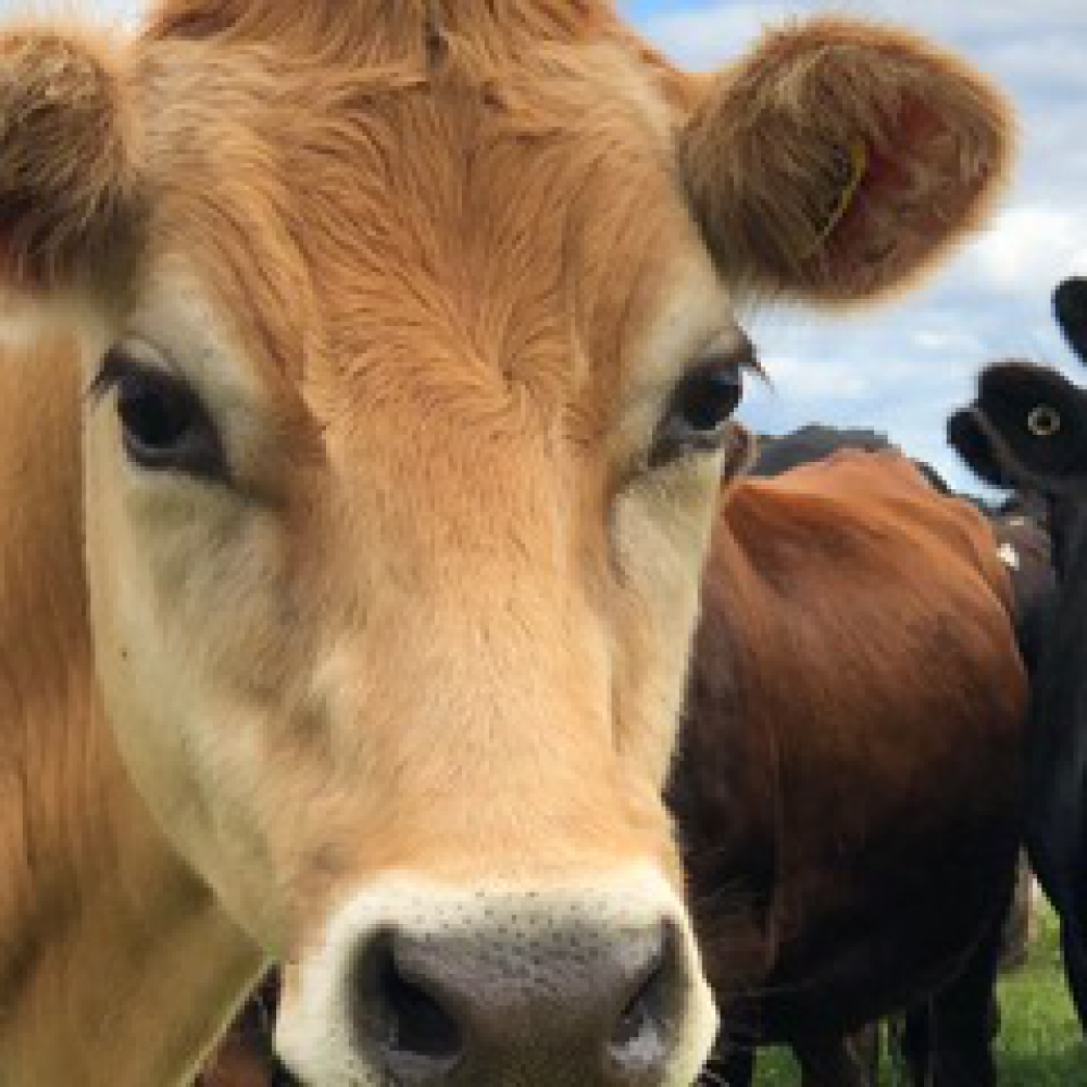 Gallery – Rocker Bros Meat Co.